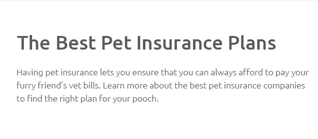 Pets health insurance: Finding the Best Coverage for You